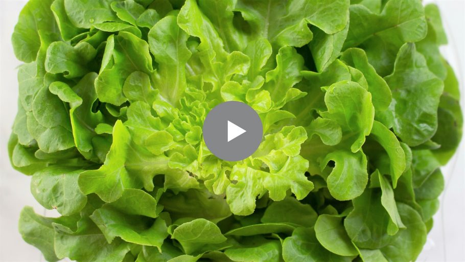 Lechuga Salanova y Vinagreta Perfecta – ENSALPICADAS